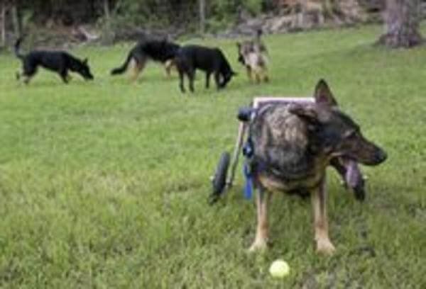 Naples German Shepherd Search And Rescue Dog Loves Work Despite Illness ...
